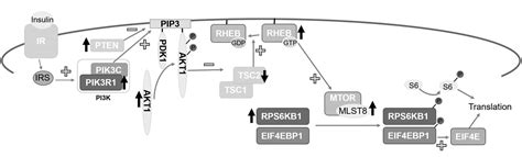 Signal Transduction Pathway Cancer