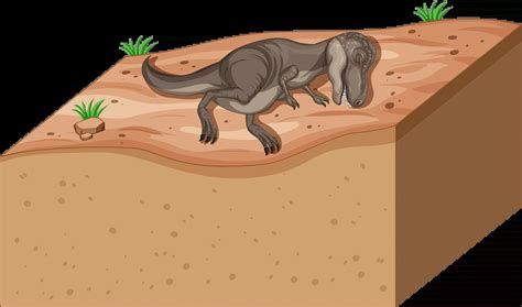 Fossil Formation Stump Cross Caverns UK