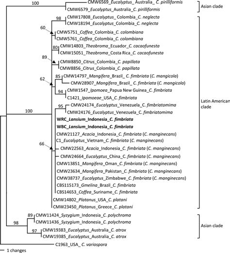 Phylogenetic Tree Generated From Maximum Parsimony Analysis Of The