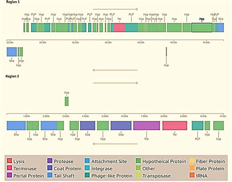 Annotation Of Phage Regions Detected In The Genome Of Neobacillus Download Scientific Diagram