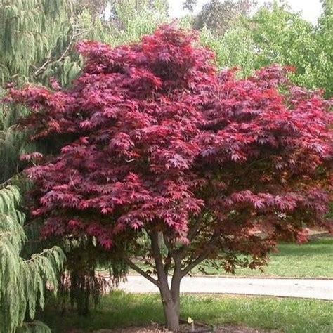Emperor Japanese Maple Plantingtree