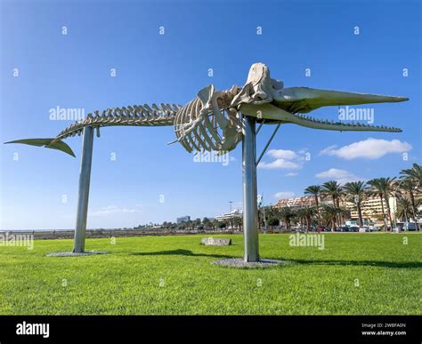 Skeleton Of 15 Metre Long Sperm Whale Physeter Macrocephalus