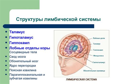 Конечный мозг Анатомия презентация онлайн