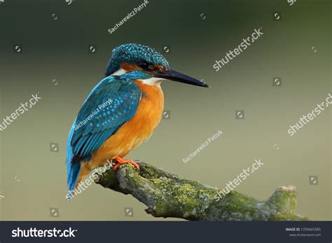 Bird Species Detection Object Detection Dataset And Pre Trained Model By Bird Species Detection