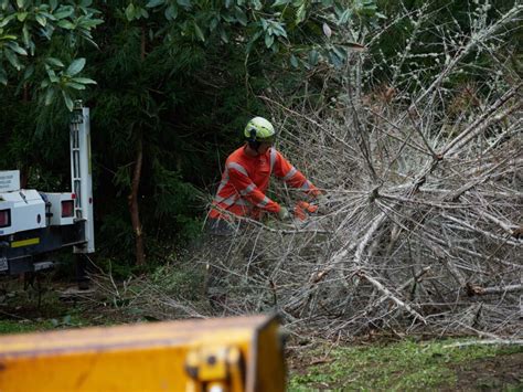 Keep Your Trees Away From Power Lines Northpower