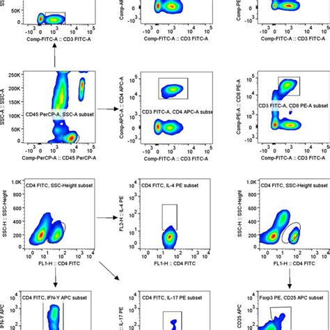 A Schematic Of The Gating For Flow Cytometric Analysis Of Lymphocyte Download Scientific