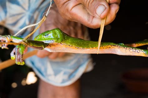 Discovering Kambo A Journey To Wellness With Cami Kambo