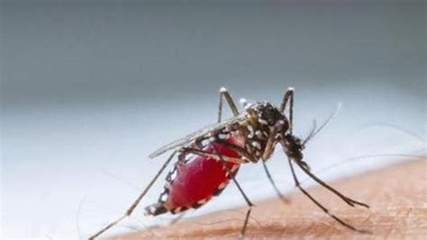Nimr Scientists Develop 2 New Medicines For Drug Resistant Malaria Health