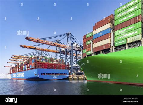 The Containership Cosco Shipping Universe Is 3998 Metres Long Euromax The Containership Cosco Shipping Universe Is 3998 Metres Long Euromax