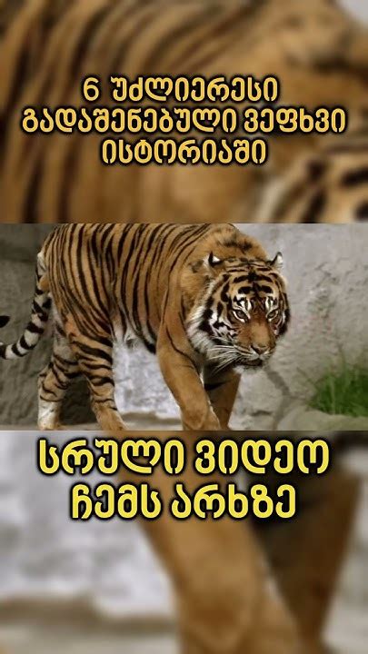 6 უძლიერესი ვეფხვის გადაშენებული ჯიში ვეფხვი საქართველოში Youtube
