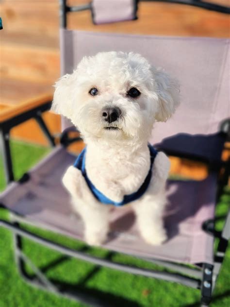 비숑프리제 감자 강아지 책임분양♥분양완료 아이조아 유기방지입양 파양 강아지보호소 고양이보호소 무료분양센터