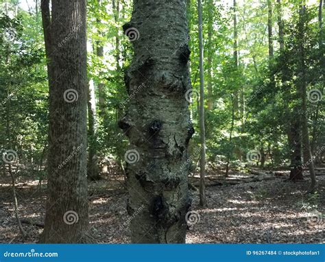 Tree Branches Cut Off Stock Photos Download 445 Royalty Free Photos