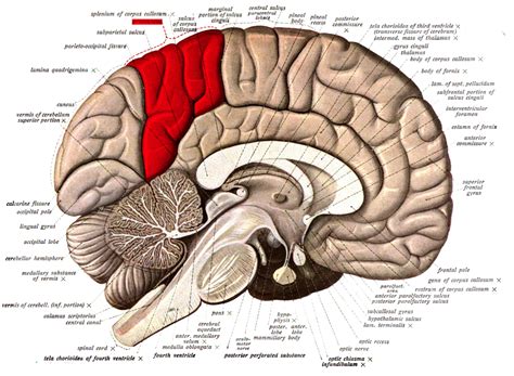 Precuneus Wikipedia