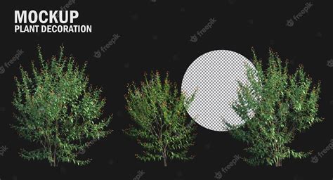 Premium Psd Orange Ball Buddleja Trees Isolated Small Plant And