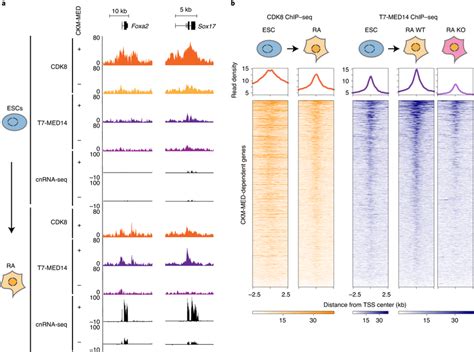 Ckmmediator Enables Gene Induction Via Recruitment Of The Mediator