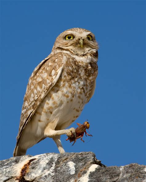 Burrowing Owl