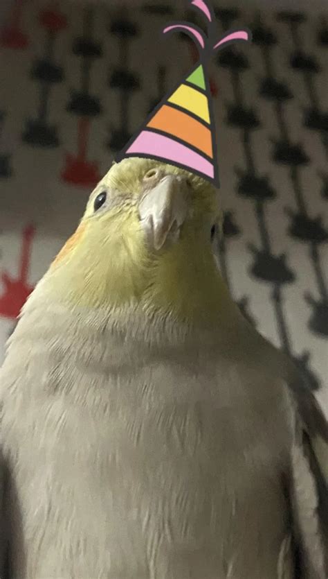 Party Birb Scrolller
