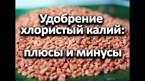 Удобрение хлористый калий плюсы и минусы Как и когда вносить Youtube