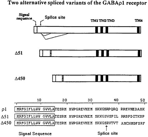 Two Alternative Spliced Variants Of The Gaba1 Receptor The Variants