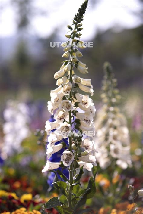 흰색의 디기탈리스 꽃 꽃 Onepro 사진 꽃 식물 꽃밭 꽃다발 하얀꽃 노란꽃 빨간꽃 보라색꽃 정원 자연 예쁜 아름다운 실외 낮 배경 꽃사진