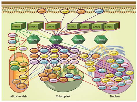 figure 1 from rice mapk interactome analysis using yeast two hybrid