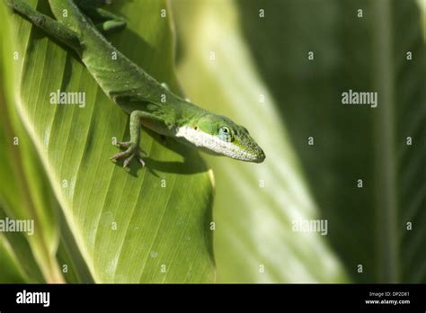 May 28 2006 Kauai Hi Usa A Gecko Lizard Blends In With The Lush