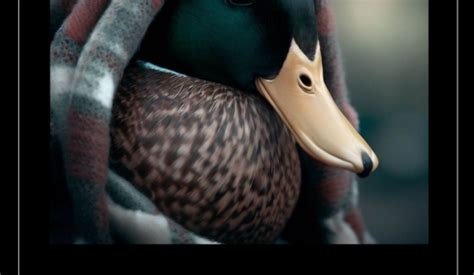 Duck And Cover Roger Lipera Personal Website