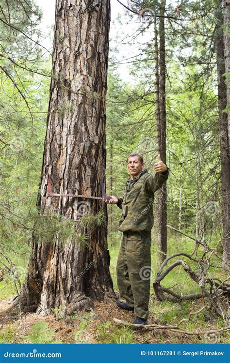 Measuring The Diameter Of A Tree Stock Image Image Of Outdoors Rural