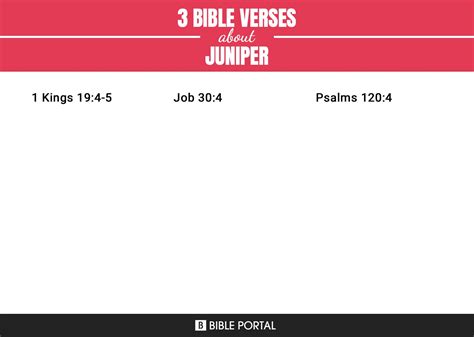 What Does Juniper Represent In The Bible At Laura Mullen Blog