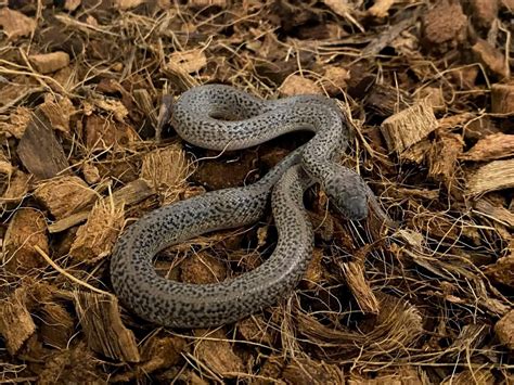 Spotted Pythons Available