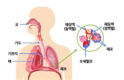 호흡 기관의 구조와 기능 네이버 블로그