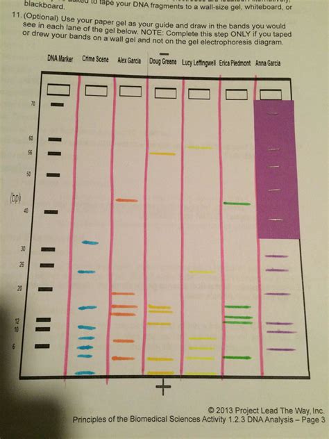 DNA Gel Whose DNA Bio Med Class