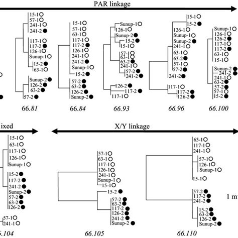 Maximum Parsimony Trees Illustrating The Evolutionary Relationships
