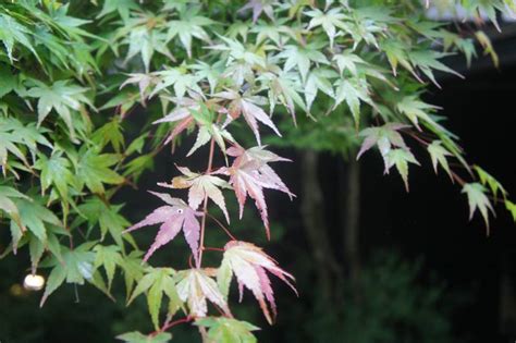 福地の紅葉が色づき始めました ひだ路ブログ 隠庵ひだ路公式ホームページ飛騨高山市奥飛騨温泉郷福地温泉