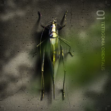 Insects On Behance