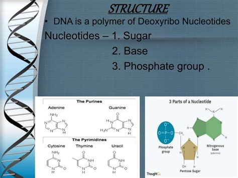 Structure Of DNA Their Types Pptx