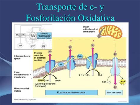 Solution Fosforilación Oxidativa Studypool