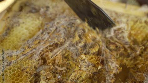 bee hive affected by moth hive damaged by worms affected bee hive Stock ビデオ Adobe Stock