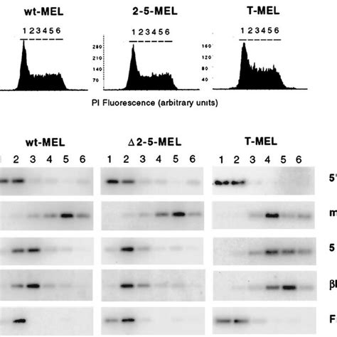 A A Schematic Representation Of The Human β Globin Locus Red