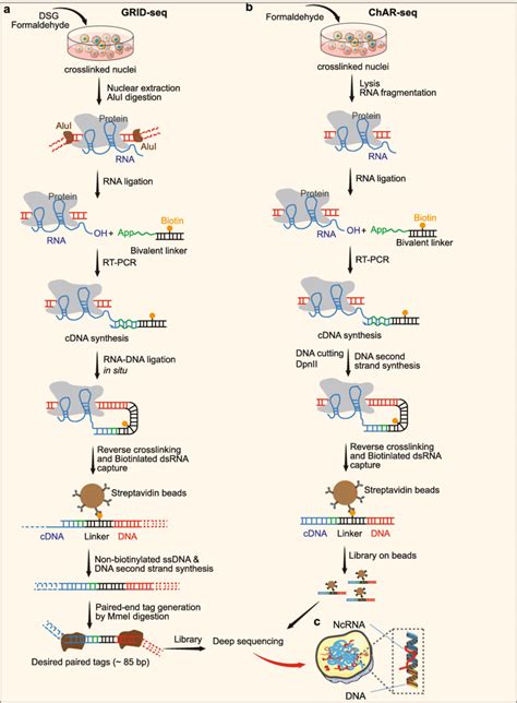 Technologies For Discovery Of Rna Chromatin Interaction A Process