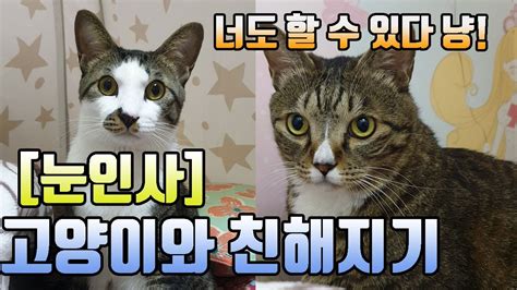 [고양이 눈인사 눈키스]고양이와 친해지는 꿀팁을 알려드립니다 [kitty Kisses] You Can Be A Friend