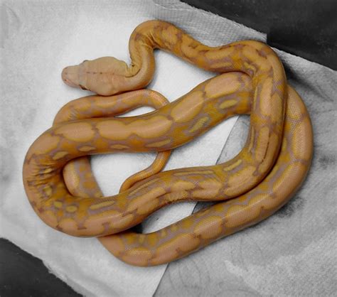 Kalatoa Super Dwarf Purple Tiger 100 Het Anery Reticulated Python By