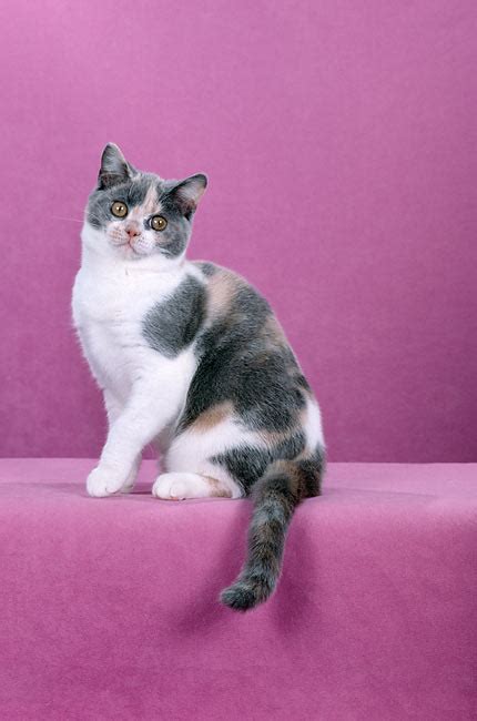 Dilute Calico British Shorthair
