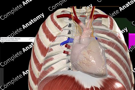 Thoracic Cardiac Nerves Complete Anatomy