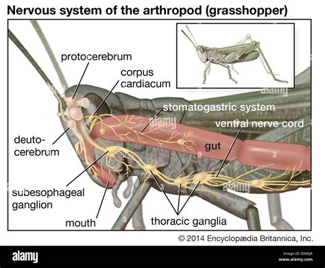 Grasshopper Circulatory System Grasshopper Circulatory System