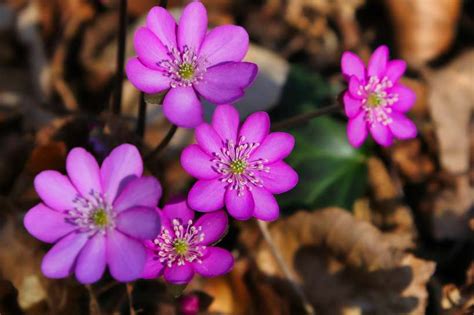 Dienas prognoze 6 maijam nebaidieties sākt kaut ko jaunu