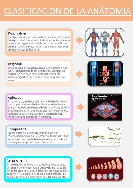 Clasificación De La Anatomía ¿qué Es La Anatomía Y Cómo Se Clasifica