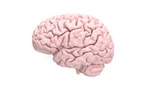 Realistic Human Brain Model Representing Intelligence And Neuroscience Stock Illustration