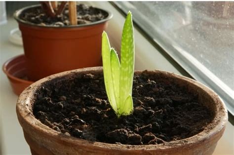 How To Prune A Ficus Tree In 7 Easy Steps