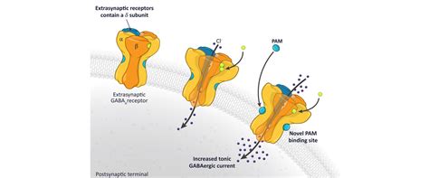 Nmda Receptor